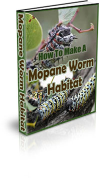 How To Grow Mopane Worms | Mopane Worms Farming | How To Start A Mopane ...