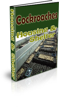 How To Raise A Cockroach | Raising Cockroaches For Profit | How To Make ...