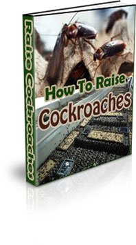 How To Raise A Cockroach | Raising Cockroaches For Profit | How To Make ...
