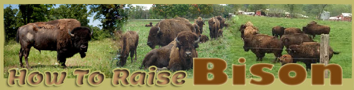 Small Scale Bison Farming | How To Farm Bison On A Small Scale ...