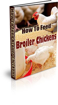 Small Scale Broiler Chicken Farming | How To Start A Small Scale ...