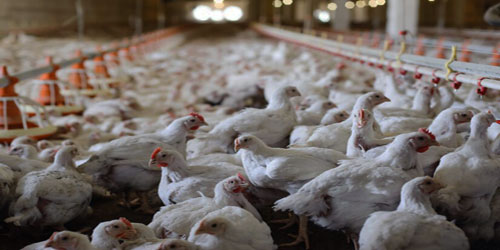 Small Scale Broiler Chicken Farming Frequently Asked Questions