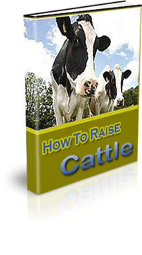 How To Raise Cattle | Raising Beef Cattle For Profit | How To Start Cow ...