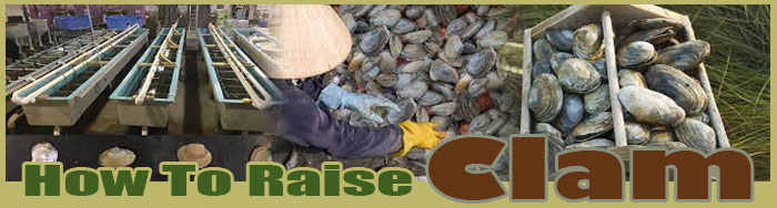Clam Farming For Self Sufficiency | Clam Farming At Home | How To Start ...