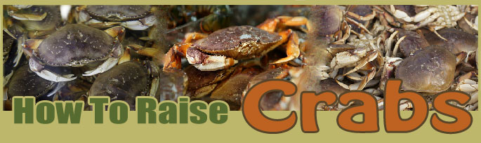 How To Raise Horseshoe Crabs | Raising Horseshoe Crabs In Captivity ...