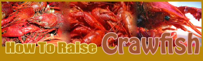 How To Raise Crawfish | Raising Crawfish For Profits | How To Start ...