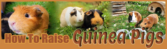 Small Scale Guinea Pig Farming | How To Have A Guinea Pig Farm ...