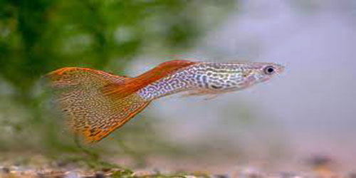 Small Scale Guppy Fish Farming Frequently Asked Questions