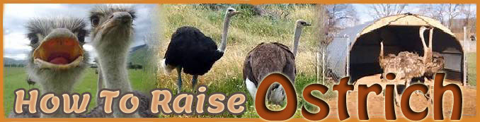 How To Make An Ostrich Habitat | Ostrich Enclosure Requirements | What ...