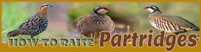 How To Make A Partridge Habitat | Partridge Bird Habitat | Where Do ...