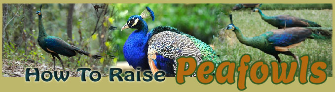 Peafowl Farming For Self Sufficiency | Peafowl Farming At Home | Can ...
