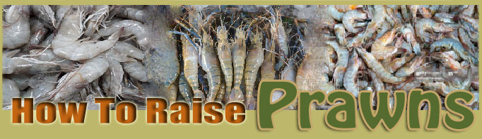 Small Scale Prawn Farming | Prawn Farming At Home | Raising Prawns For Food