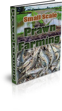 Small Scale Prawn Farming | Prawn Farming At Home | Raising Prawns For Food