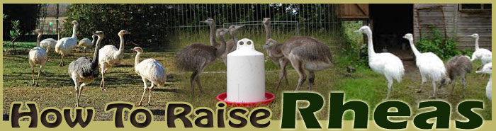 Making A Rhea Habitat Frequently Asked Questions