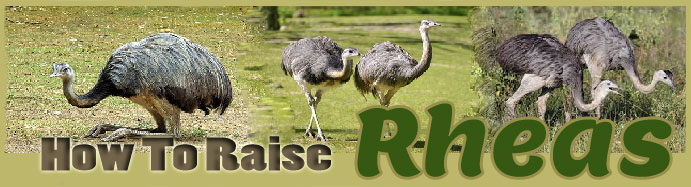 How To Make A Rhea Habitat | Rhea Habitat In The Farm | What Is The ...