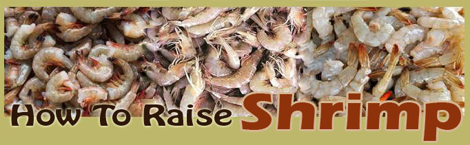 How To Make A Shrimp Habitat | Habitat Of A Shrimp | What Is A Shrimps ...