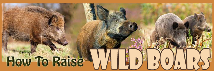How To Raise Wild Boars | Raising Wild Boar For Meat | Wild Hog Farming ...