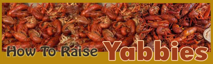 How To Make A Yabby Habitat | How To Setup A Yabby Natural Habitat ...